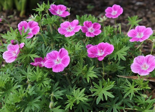Geranium sanguineum 'Elke' | Elke Cranesbill, Hardy Geranium