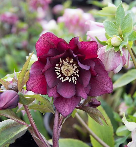 Helleborus orientalis DOUBLE ELLEN 'Purple' (Hellebore)