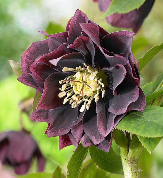 Helleborus orientalis DOUBLE ELLEN 'Purple' (Hellebore)