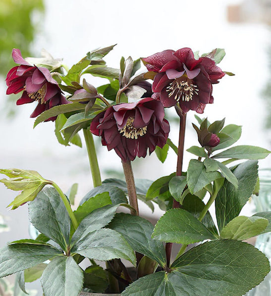 Helleborus orientalis DOUBLE ELLEN 'Purple' (Hellebore)