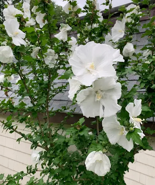 White Rose of Sharon | Hibiscus syriacus 'Diana' | Canada