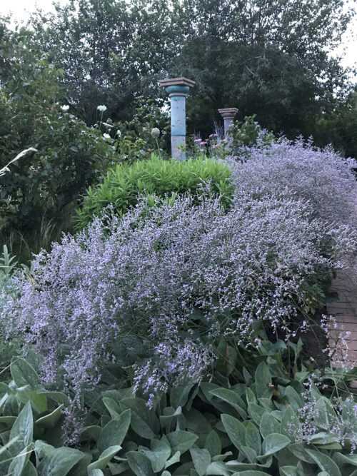 Sea Lavender | Limonium platyphyllum (Limonium latifolium)