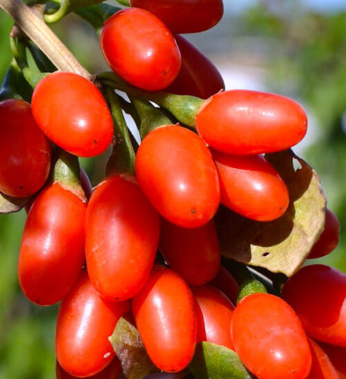 New Big Goji Berry | Lycium barbarum 'New Big' (large fruit)