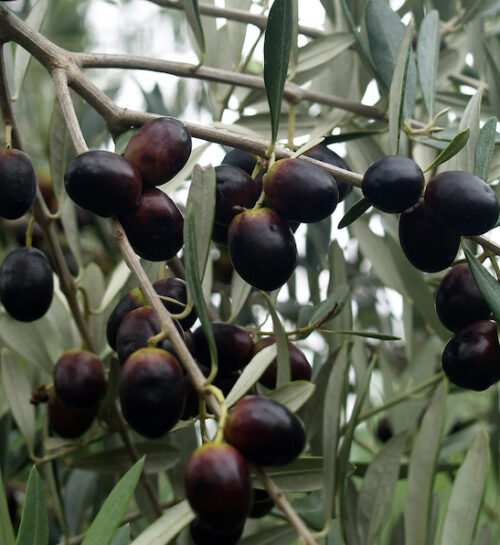 Leccino Olive Tree | Olea europaea 'Leccino' | Hardy Olive