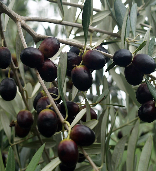 Leccino Olive Tree | Olea europaea 'Leccino' | Hardy Olive