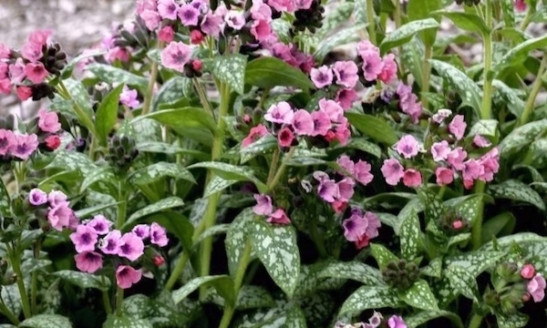 Pulmonaria 'Pretty in Pink' (Lungwort) - Pink Bethlehem Sage