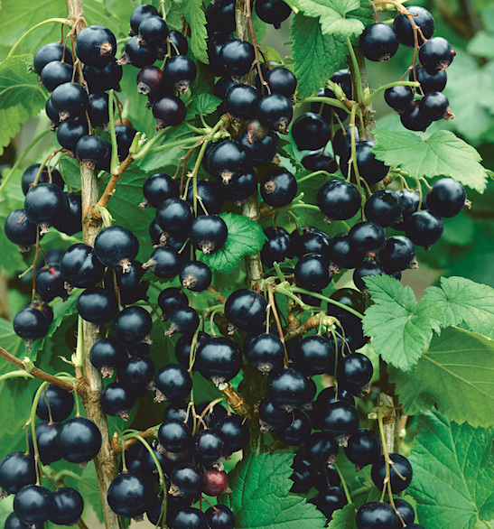 Consort Black Currant Plant (Bush) | Ribes nigrum 'Consort'