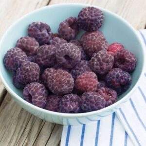 Fruit & Berry Bushes Catalogue - Page 7 of 9 - BambooPlants.ca