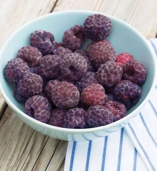 Royalty Purple Raspberry | Royalty Raspberry Plant | CANADA