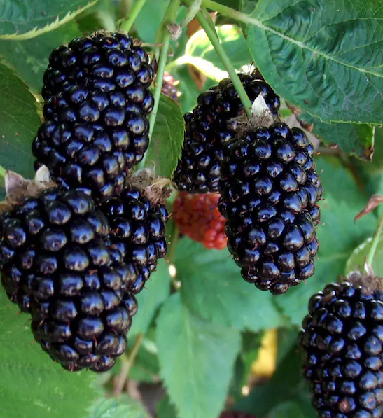 Marionberry | Marion Blackberry | Rubus 'Marion'
