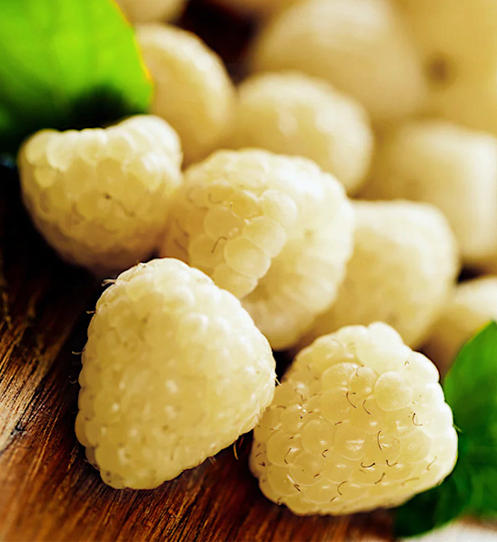 White Blackberry | Rubus 'Snowbank' | Snowbank Blackberry