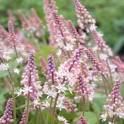 Tiarella 'Pink Bouquet' (Foam Flower) | Creeping Foam Flower