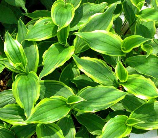 Autumn Glow Toad Lily | Tricyrtis formosana 'Autumn Glow'