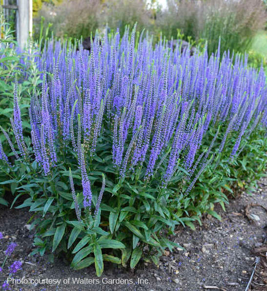 Blue Skywalker Spike Speedwell | Veronica 'Blue Skywalker'