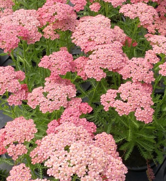 Apricot Delight Yarrow, Achillea millefolium 'Apricot Delight'