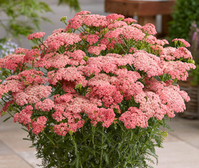 Apricot Delight Yarrow, Achillea millefolium 'Apricot Delight'