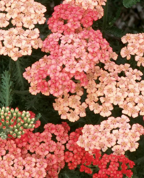 Apricot Delight Yarrow, Achillea millefolium 'Apricot Delight'