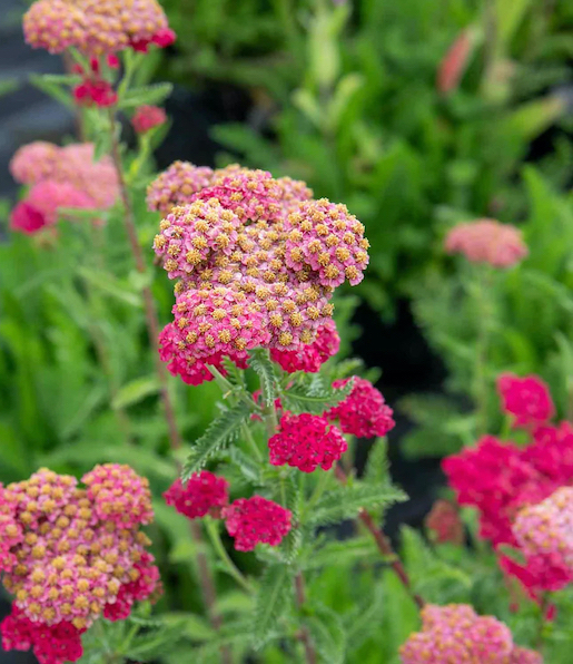 Sassy Summer Taffy Yarrow | Tall Pink Yarrow | CANADA