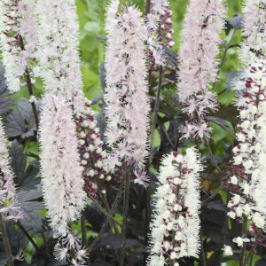 Chocoholic Bugbane | Actaea simplex 'Chocoholic' (Snakeroot)