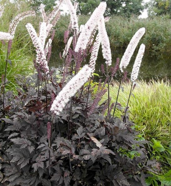Chocoholic Bugbane | Actaea simplex 'Chocoholic' (Snakeroot)