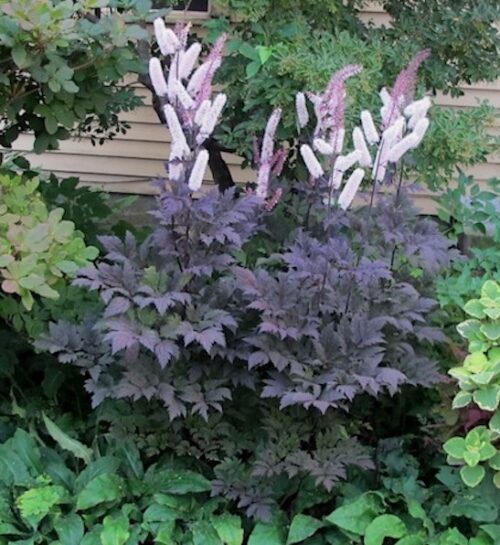 Chocoholic Bugbane | Actaea simplex 'Chocoholic' (Snakeroot)