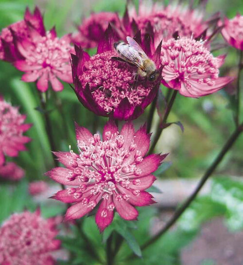 Ruby Wedding Astrantia | Astrantia major 'Ruby Wedding'