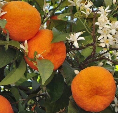 Seville Orange Tree | Seville Bitter Orange Tree (Sour Orange)