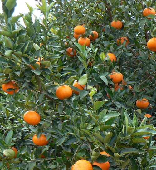 Seville Orange Tree | Seville Bitter Orange Tree (Sour Orange)