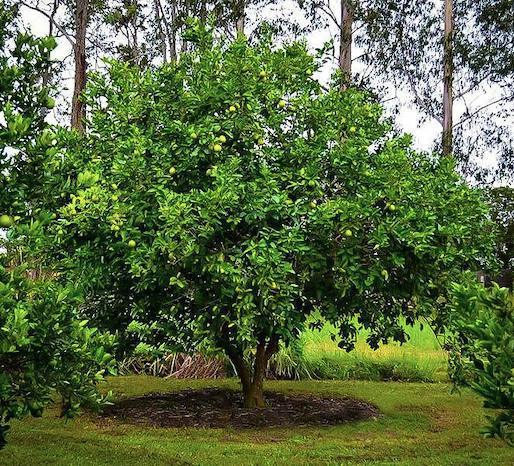 Persian Lime | Citrus x latifolia 'Bearss Lime' | Tahiti Lime