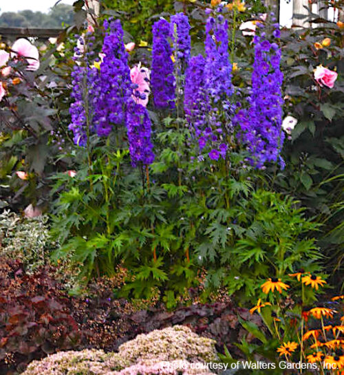 Delphinium 'Pagan Purples', Purple Delphinium, Purple Larkspur