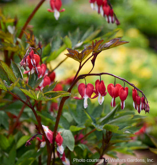 Red Bleeding Heart | Dicentra spectabilis 'Valentine'