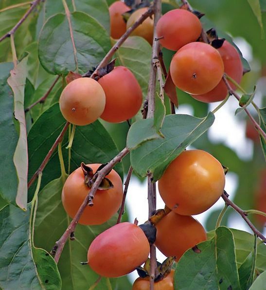 Persimmon Tree American Persimmon (Diospyros Virginiana)