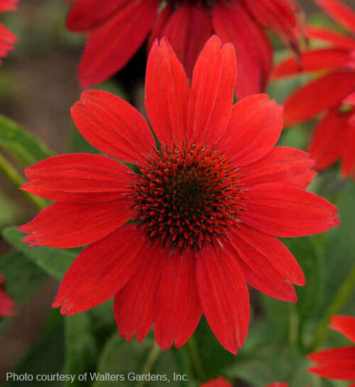 Red Echinacea | Red Coneflower | Echinacea SOMBRERO SALSA RED