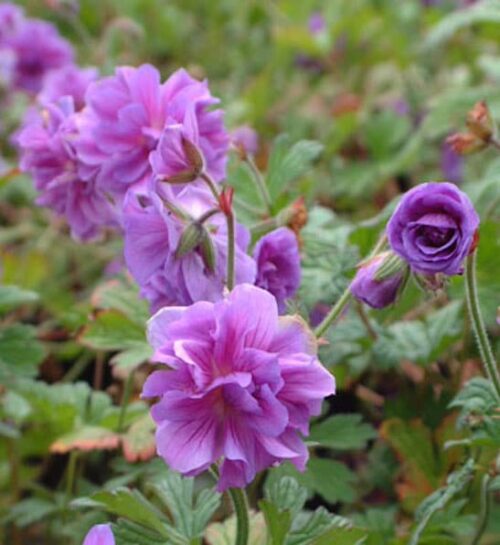 Geranium himalayense 'Birch's Double' ('Plenum') Cranesbill