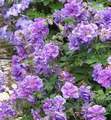Geranium himalayense 'Birch's Double' ('Plenum') Cranesbill