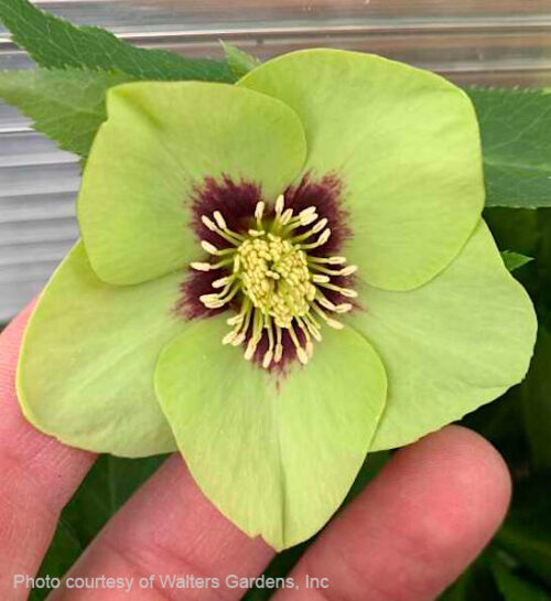 Helleborus 'Irish Luck' (Lenten Rose) | Green Hellebore