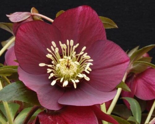 Red Hellebore | Red Lenten Rose | Helleborus 'Ruby Wine'