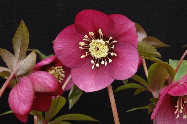 Red Hellebore | Red Lenten Rose | Helleborus 'Ruby Wine'