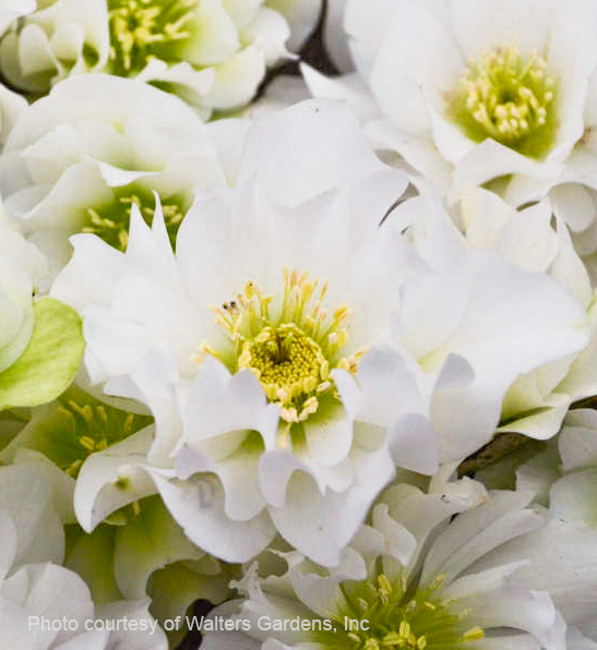Wedding Bells Lenten Rose, Double White Hellebore | CANADA