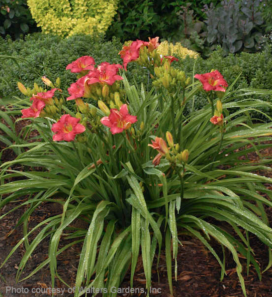 Passionate Returns Daylily | Pink Everblooming Daylily