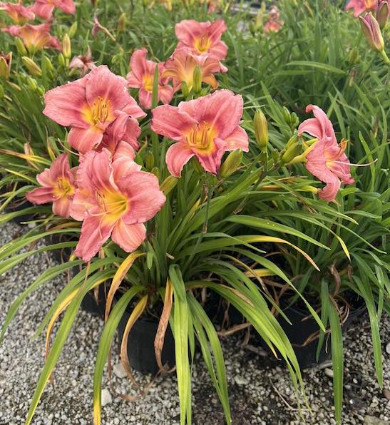 Hemerocallis 'Rosy Returns' (Daylily) | Pink Daylily