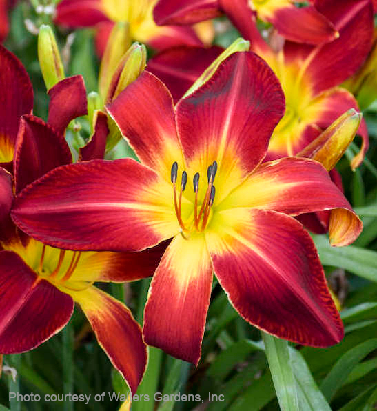 Hemerocallis 'Ruby Spider' (Daylily) | Red and Yellow Daylily