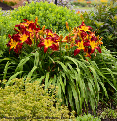 Hemerocallis 'Ruby Spider' (Daylily) | Red and Yellow Daylily