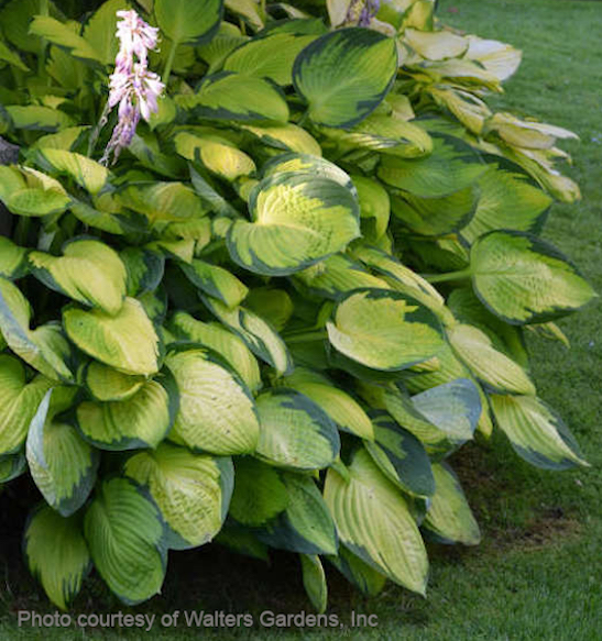 Gold Standard Hosta | Green Variegated Hosta (Plantain Lily)