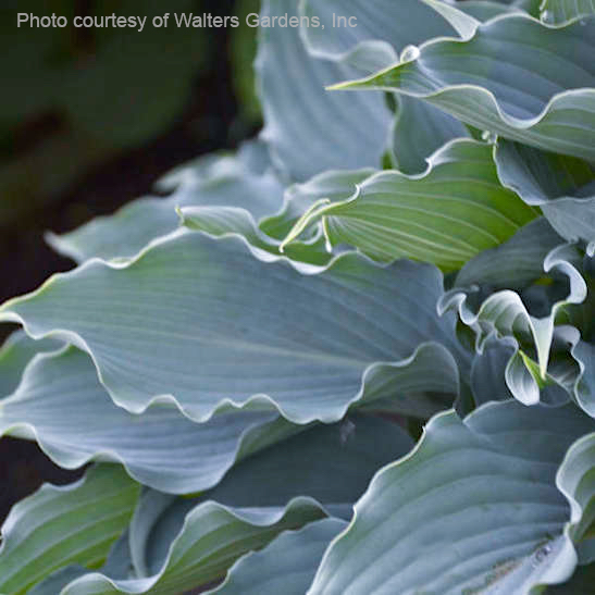 Waterslide Hosta, Blue Hosta, Wavy Hosta, Blue Plantain Lily