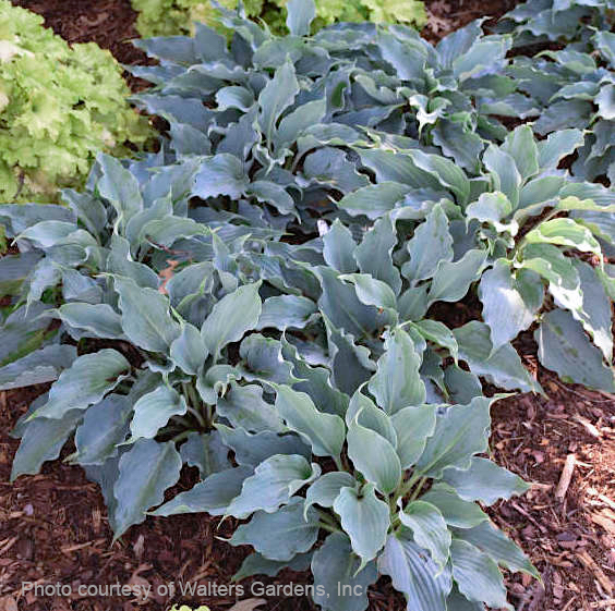 Waterslide Hosta, Blue Hosta, Wavy Hosta, Blue Plantain Lily