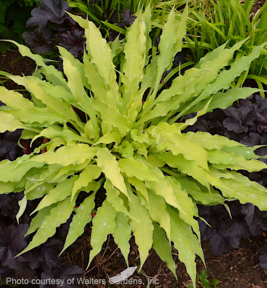 Hosta 'Wiggles and Squiggles' (Plantain Lily) | Yellow wavy
