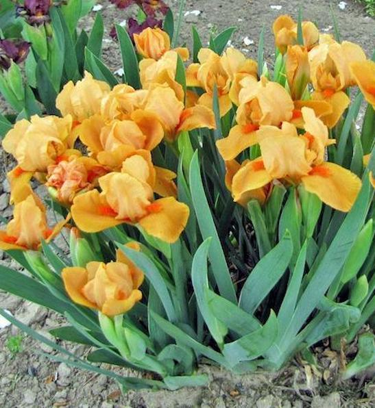 Iris pumila 'Orange' | Orange Standard Dwarf Bearded Iris