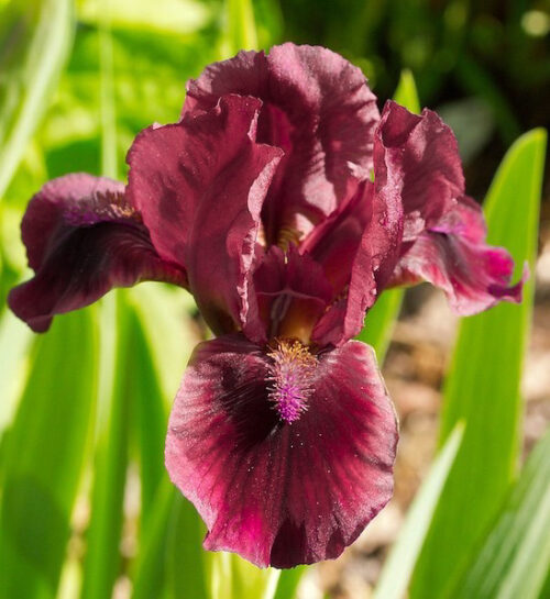 Iris pumila 'Red' | Red Standard Dwarf Bearded Iris | CANADA