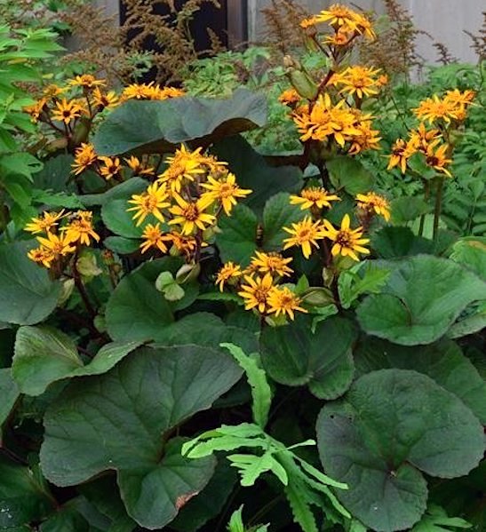 Ligularia dentata Pandora (Ligularia) | Pandora Leopard Plant